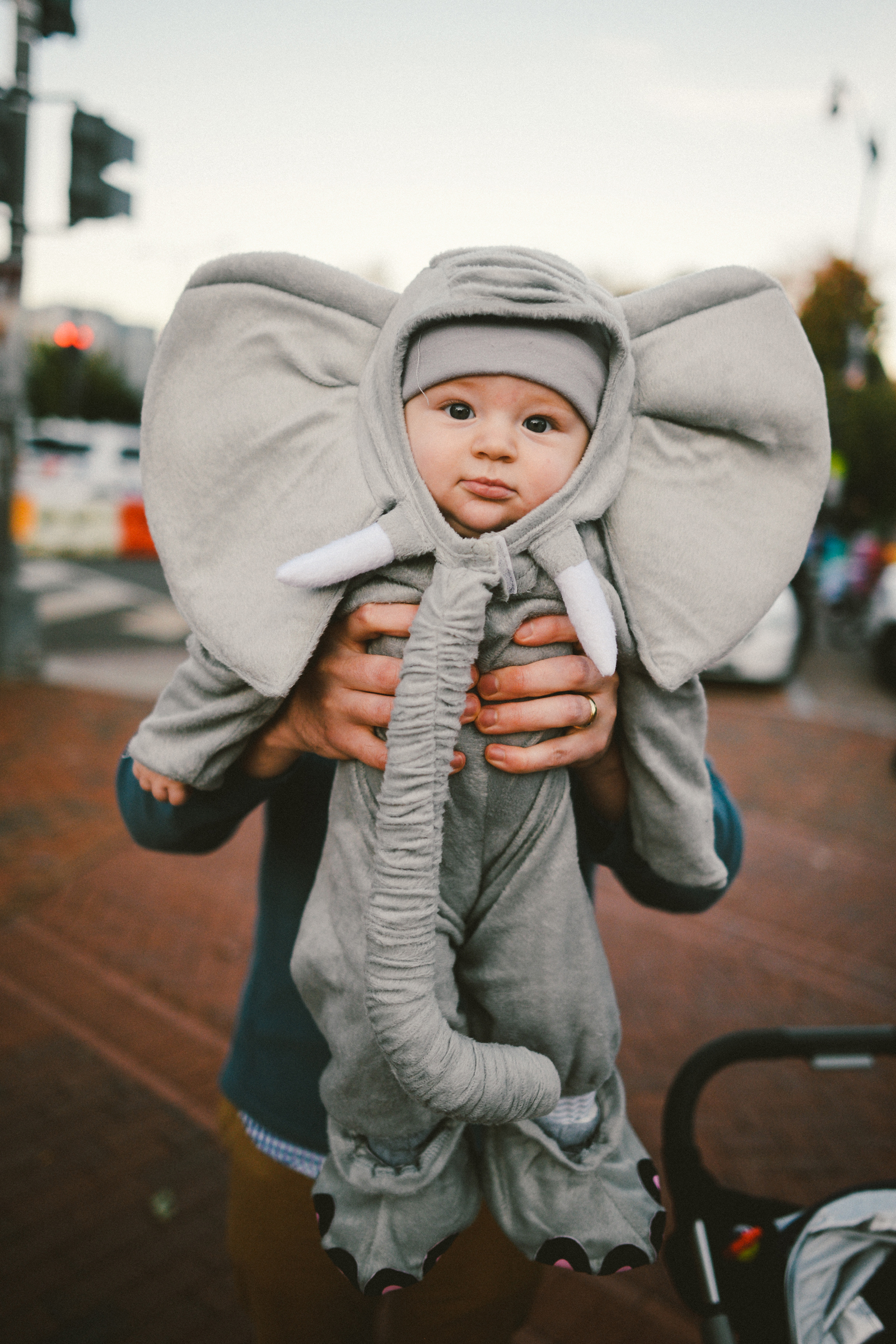The tiniest of elephants. | The Art in Life