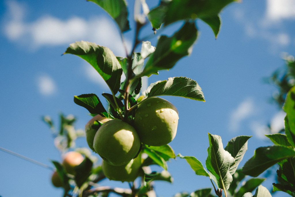 Apples in October. | The Art in Life